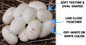 10 Snake Egg Facts: Identification, Care, & Much More! | Beyond The Treat