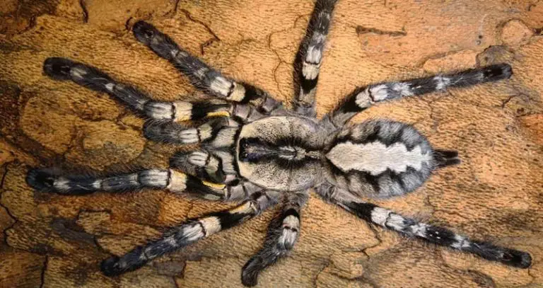 Top 10 Most Venomous Tarantulas (You Can Own!) | Beyond The Treat