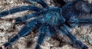 Top 10 Blue Tarantula Species You Have to See | Beyond The Treat