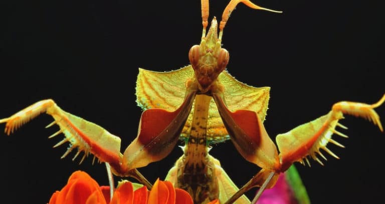 Do Praying Mantis Bite? (Are They Dangerous To Humans?)