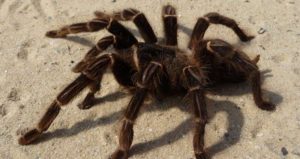 Tarantula Lifespan: How Long Do Tarantulas Live? (10 Examples) | Beyond ...