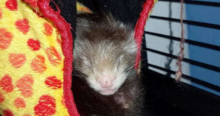 25 Cute Ferrets You Have to See (With Pictures)