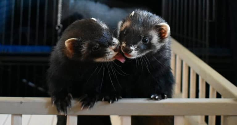 25 Cute Ferrets You Have to See (With Pictures)