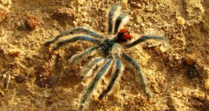 Typhochlaena seladonia 101: Care, Enclosure, Temperament & More