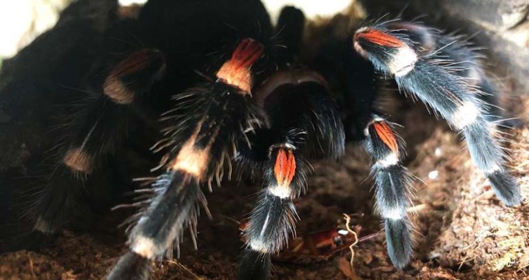 Brachypelma auratum 101: Care, Enclosure, Temperament & More