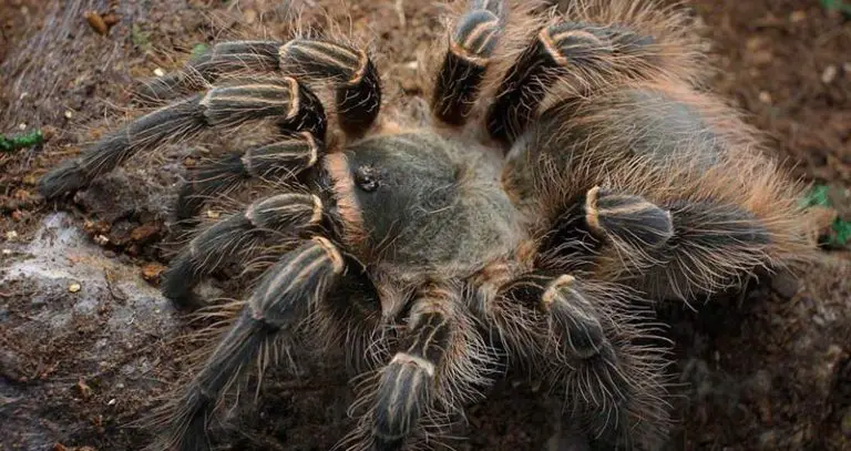 Top 10 Best Pet Tarantulas for Beginners (With Pictures)
