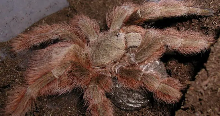 Nhandu tripepii 101: Care, Enclosure, Temperament & More