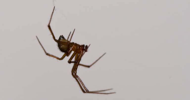 Red House Spider: Identification, Facts, & Pictures