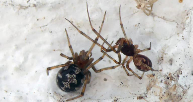 Triangulate Cobweb Spider: Identification, Facts, & Pictures