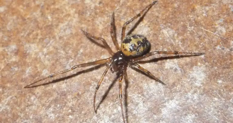 Triangulate Cobweb Spider: Identification, Facts, & Pictures Triangulate Cobweb Spider: Identification, Facts, & Pictures