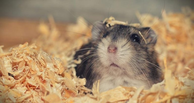 19 Types of Hamsters: Species & Descriptions + Pictures