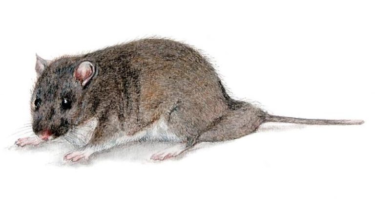 19 Types of Hamsters: Species & Descriptions + Pictures