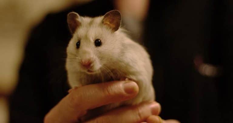 19 Types of Hamsters: Species & Descriptions + Pictures