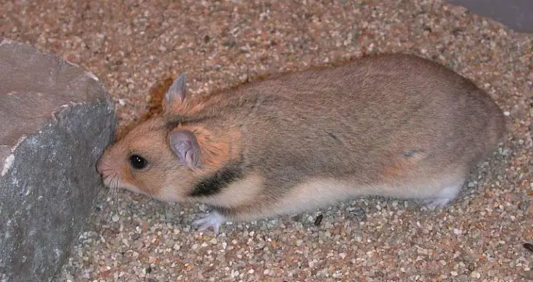 19 Types of Hamsters: Species & Descriptions + Pictures