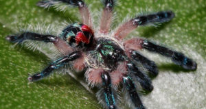 Typhochlaena seladonia 101: Care, Enclosure, Temperament & More