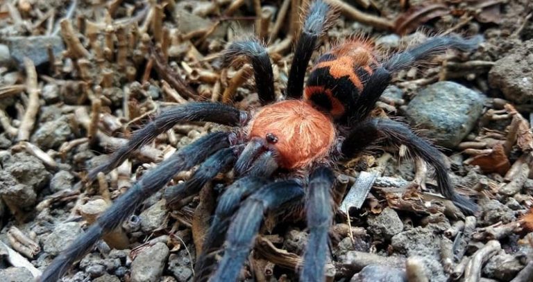 Davus pentaloris 101: Care, Enclosure, Temperament & More
