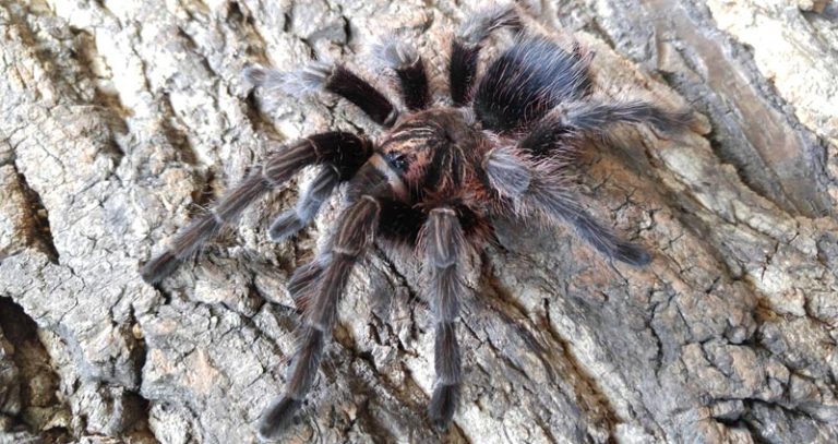 Top 10 Most Expensive Tarantulas | Beyond The Treat