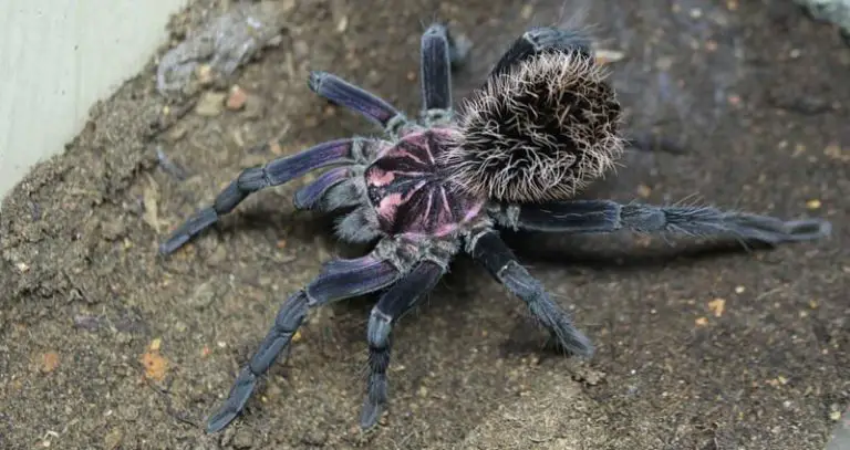 Top 10 Most Expensive Tarantulas | Beyond The Treat