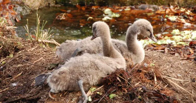 What Is A Baby Swan Called? + Facts & Pictures | Beyond The Treat