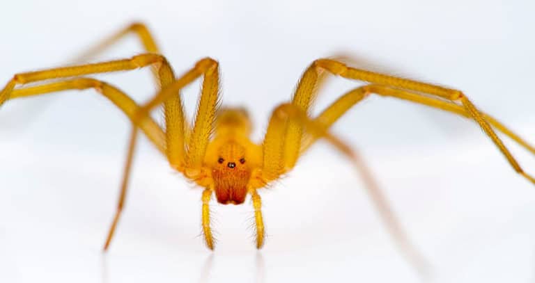 Chilean Recluse Spider: Identification, Traits, & Pictures | Beyond The ...