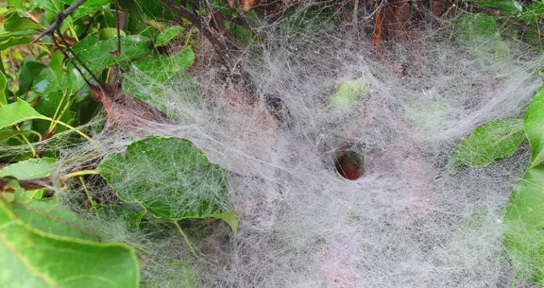 9 Types of Spider Webs: Identification + Pictures & Spiders