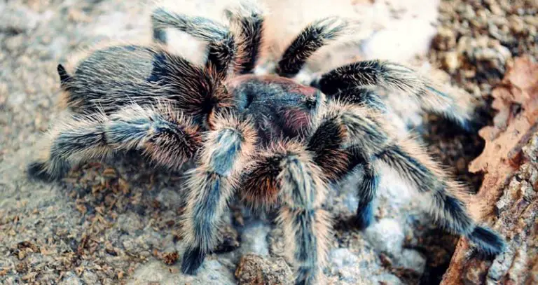 Grammostola porteri 101: Care, Enclosure, Temperament & More | Beyond ...