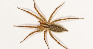 Grass Spider: Identification, Traits, & Pictures | Beyond The Treat