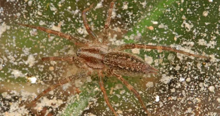 Grass Spider: Identification, Traits, & Pictures | Beyond The Treat
