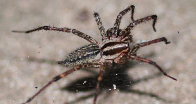 Grass Spider: Identification, Traits, & Pictures | Beyond The Treat
