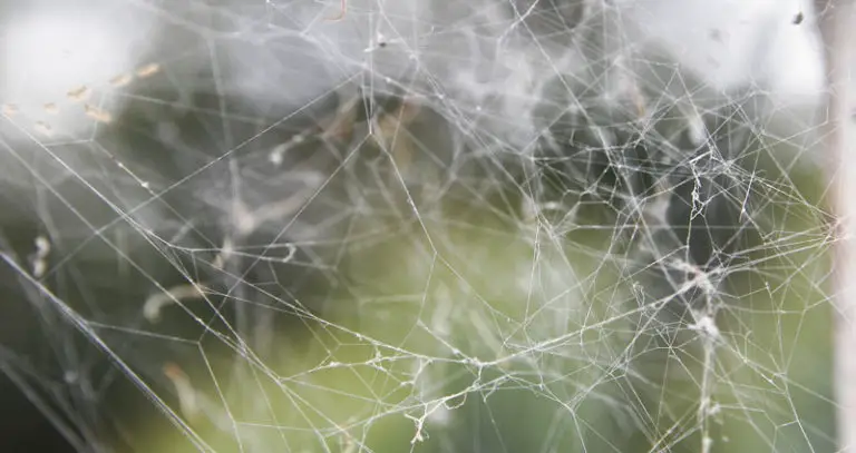 9 Types of Spider Webs: Identification + Pictures & Spiders
