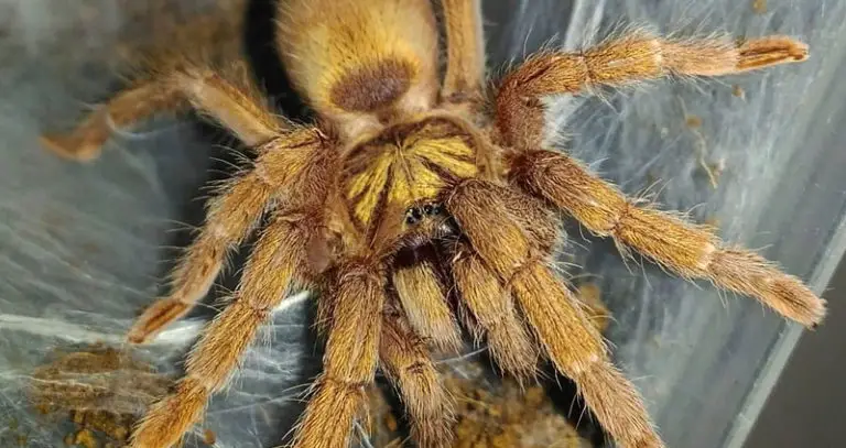 Neoholothele incei 101: Care, Enclosure, Temperament & More | Beyond ...