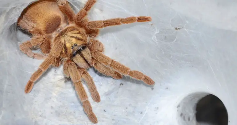 Neoholothele incei 101: Care, Enclosure, Temperament & More | Beyond ...