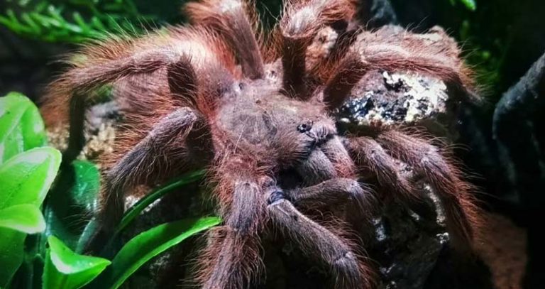 Nhandu tripepii 101: Care, Enclosure, Temperament & More