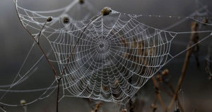 9 Types of Spider Webs: Identification + Pictures & Spiders