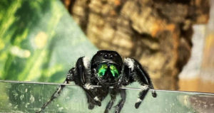 Phidippus regius 101: Care, Enclosure, Temperament & More | Beyond The ...
