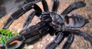 Psalmopoeus irminia 101: Care, Enclosure, Temperament & More | Beyond ...