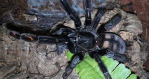 Psalmopoeus irminia 101: Care, Enclosure, Temperament & More | Beyond ...