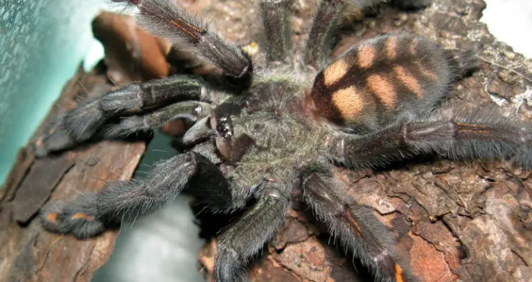 Psalmopoeus irminia 101: Care, Enclosure, Temperament & More | Beyond ...