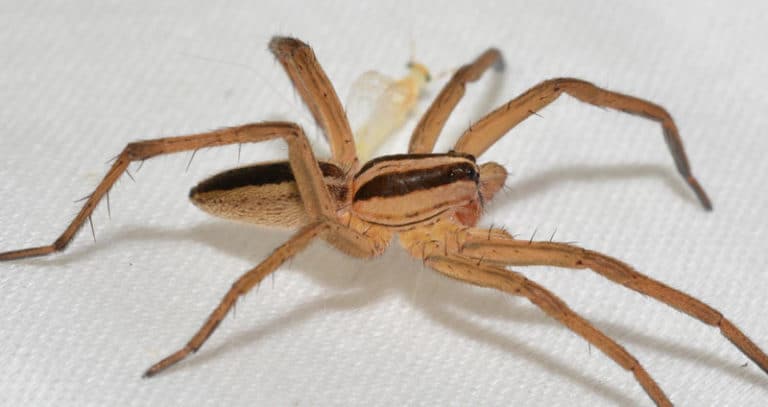 Rabid Wolf Spider: Identification, Facts, & Pictures | Beyond The Treat