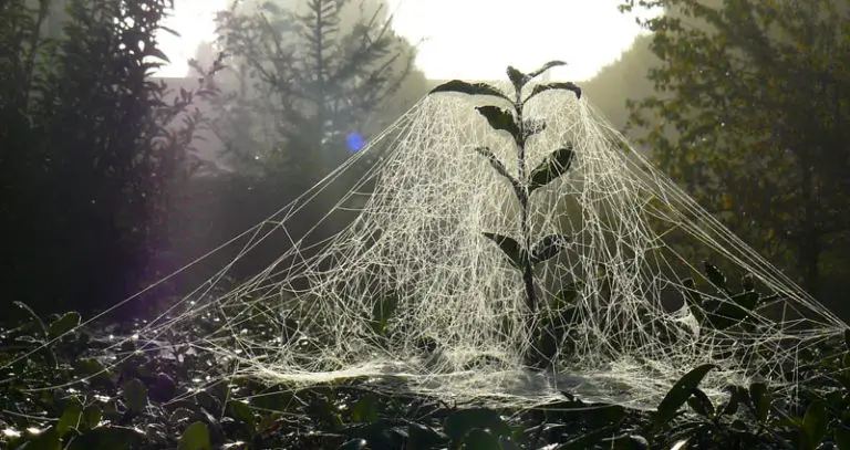 9 Types of Spider Webs: Identification + Pictures & Spiders