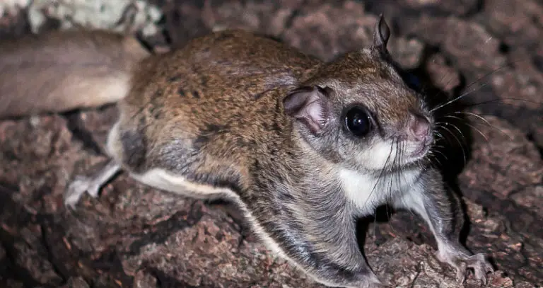 Squirrel Lifespan: How Long Do Squirrels Live? (7 Examples) | Beyond ...