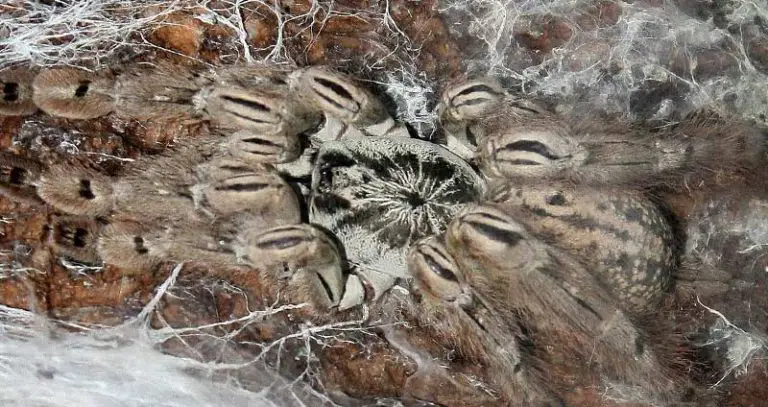 Top 10 Most Venomous Tarantulas (You Can Own!) | Beyond The Treat