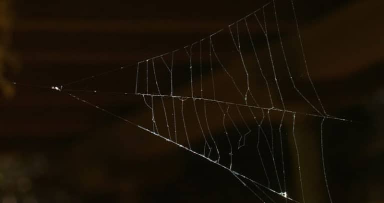9 Types of Spider Webs: Identification + Pictures & Spiders