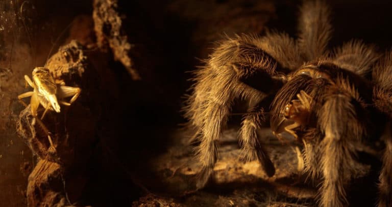 What Do Tarantulas Eat? (Ultimate Feeding Guide) | Beyond The Treat