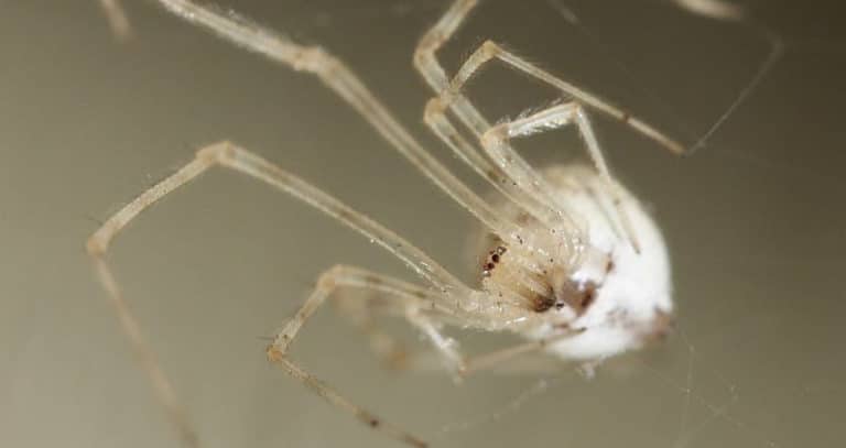 White Widow Spider: Identification, Facts, & Pictures | Beyond The Treat