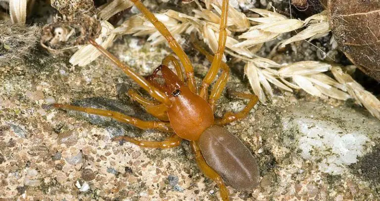 Woodlouse Spider: Identification, Facts, & Pictures | Beyond The Treat