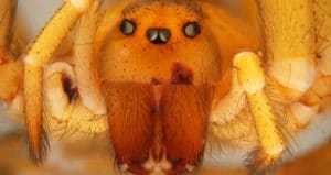 Chilean Recluse Spider: Identification, Traits, & Pictures | Beyond The ...