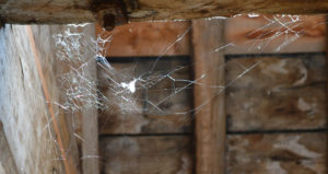 9 Types of Spider Webs: Identification + Pictures & Spiders