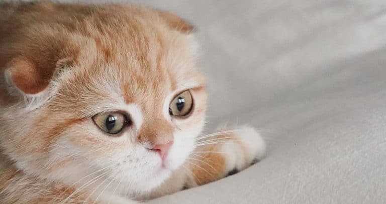 Scottish Fold Munchkin Cat: Traits, Personality, & Price | Beyond The Treat