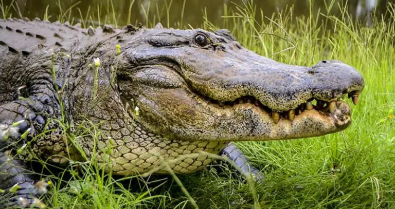 What Eats Deer? Ultimate List of Deer Predators (10 Examples)